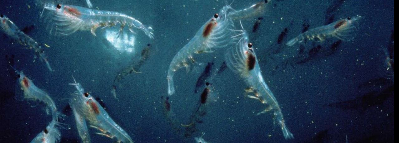 Antarctic Krill Ecosystem Services - Antarctic Quest 21